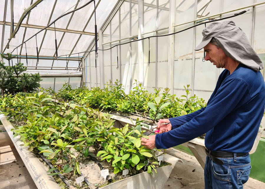 Novo sistema de cultivo de erva-mate pode produzir até dez vezes mais ...