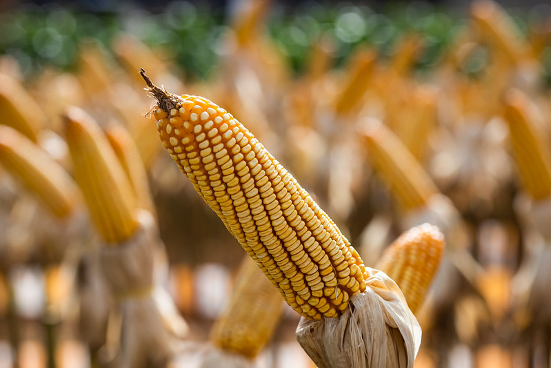 Milho abre a segunda-feira com futuros subindo na B3 e em Chicago ...
