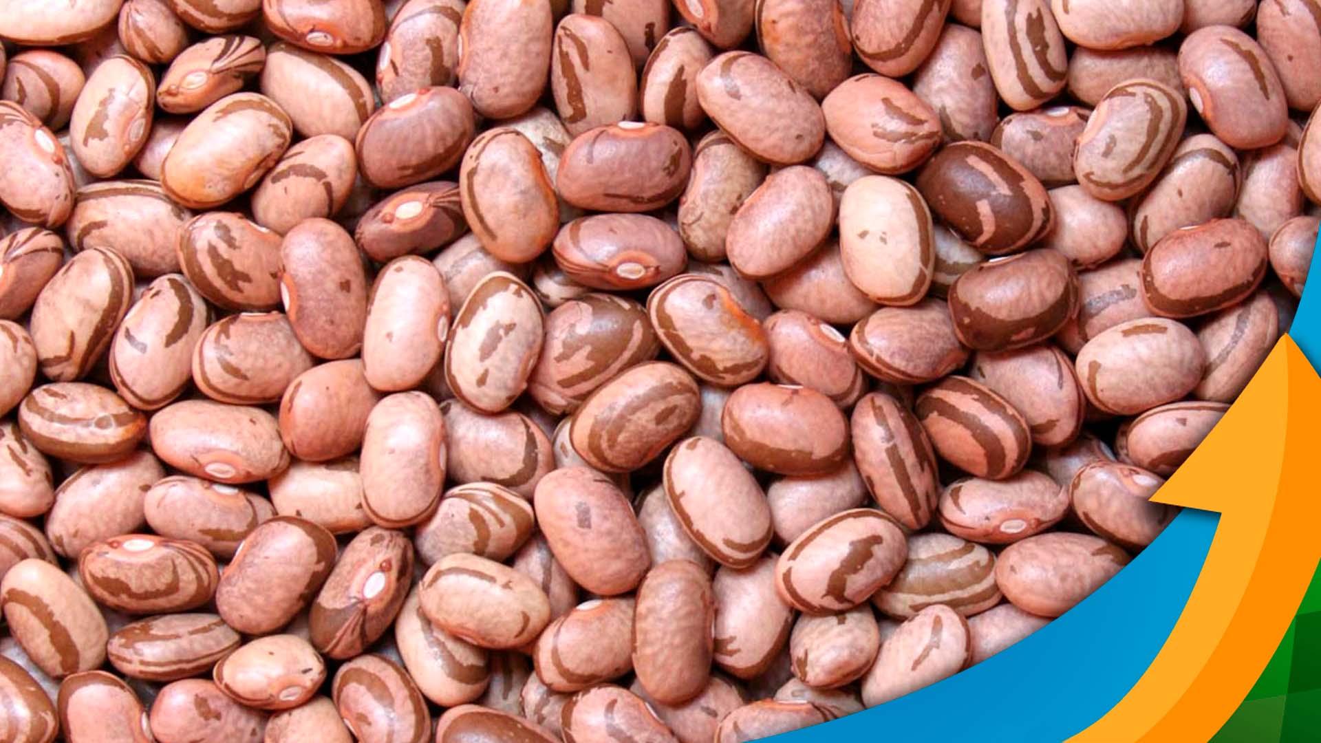 Feijão carioca supera R$400 por saca mesmo com pico de colheita no ...