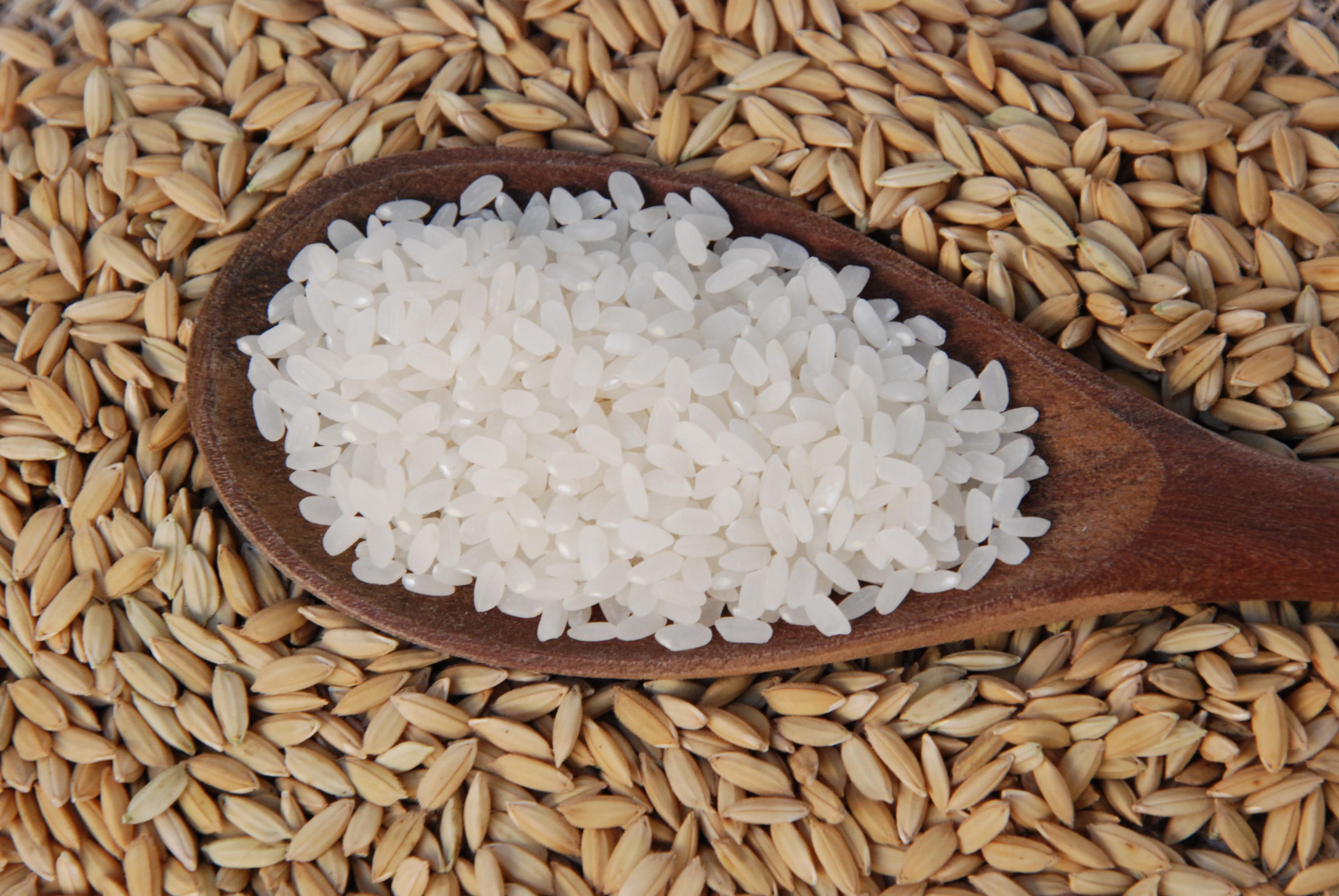 Crise do arroz: Supersafra projetada, preços em queda e problemas de ...
