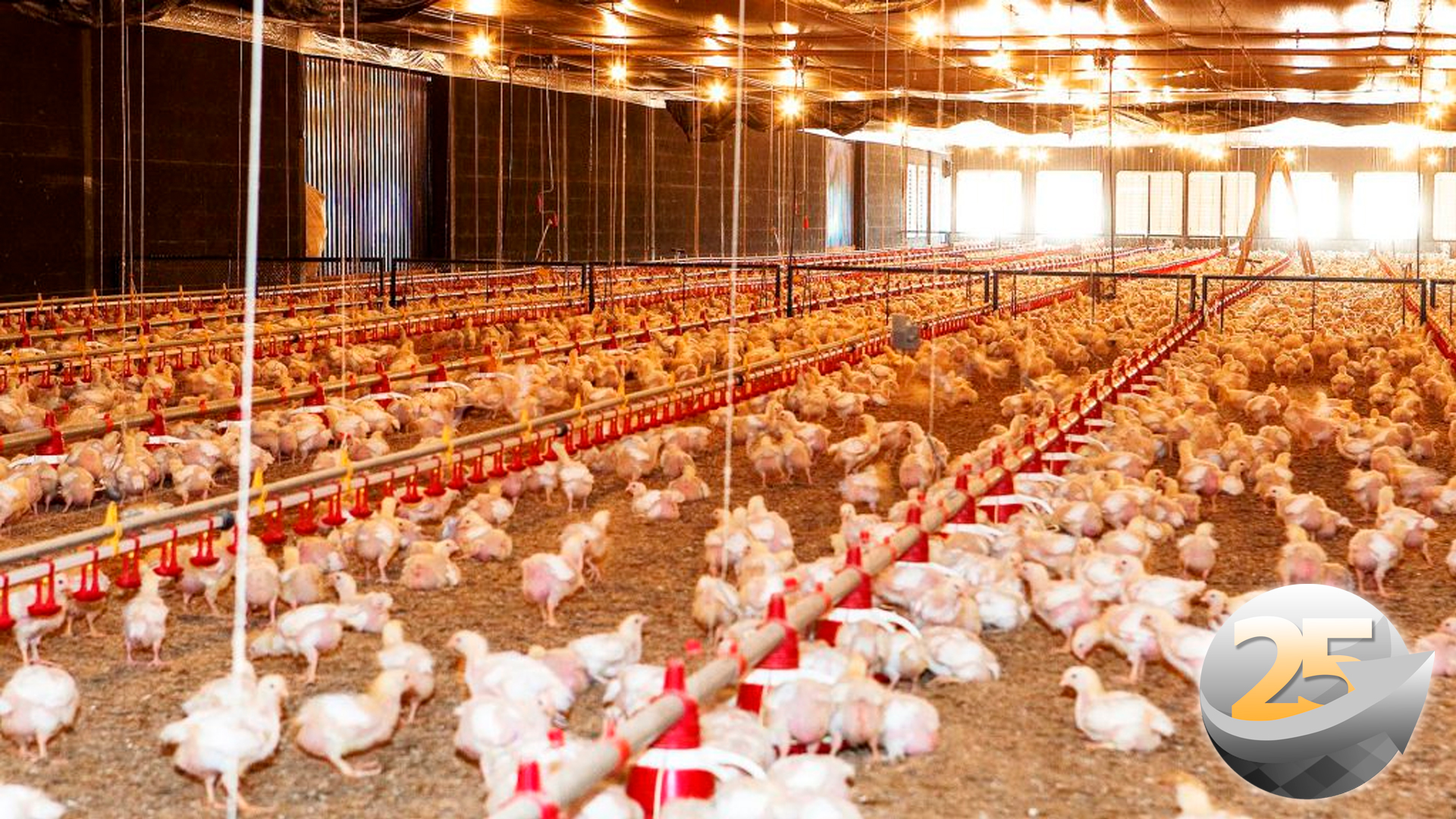 Lideranças da área da avicultura ressaltam pujança e resiliência do ...