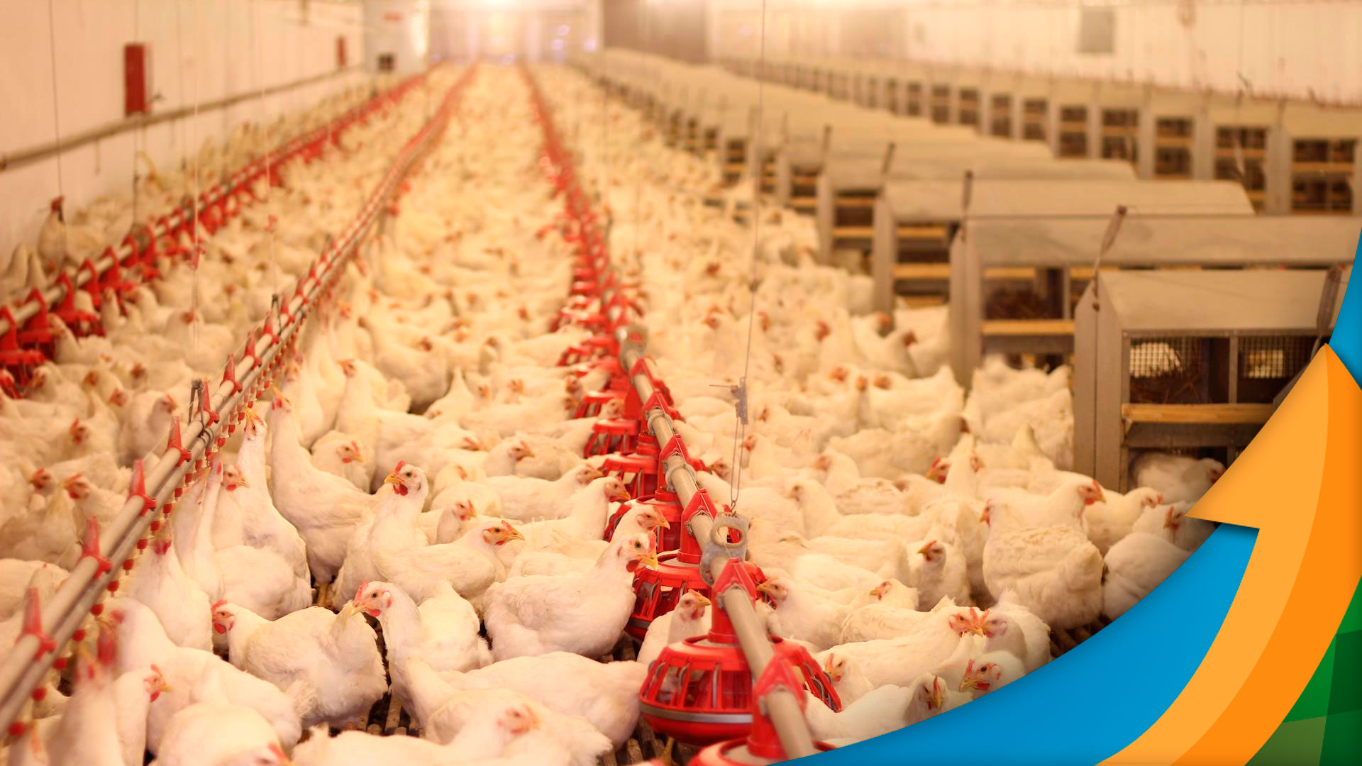 Frango: ganhos para a ave congelada e a resfriada nesta quinta-feira (7 ...