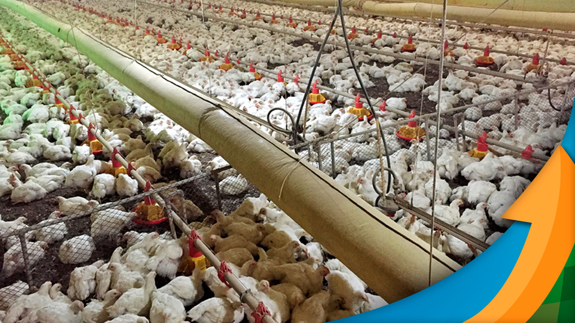 Frango: mercado praticamente estável nesta quarta-feira (20) - Notícias ...