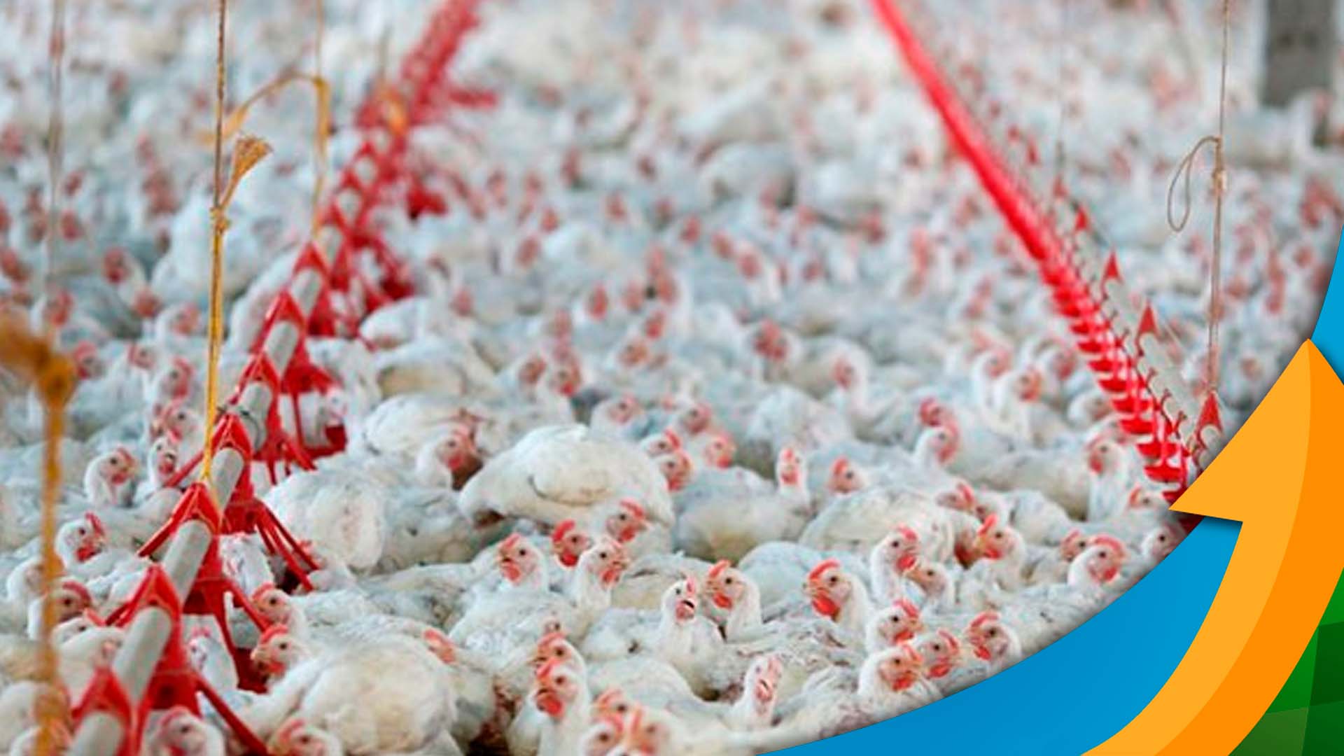 Copa no Catar faz exportações de carne de frango halal brasileira ...