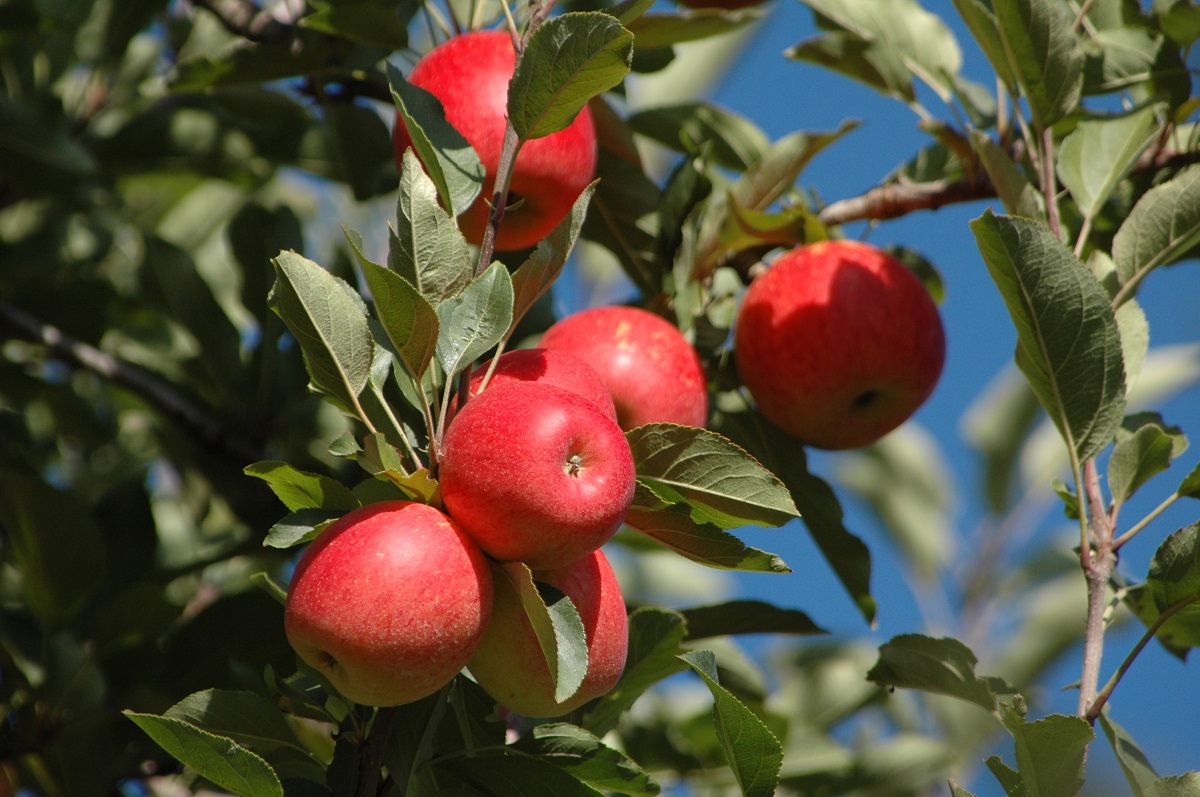 Maçã brasileira tem safra marcada por frutas ainda mais saborosas ...