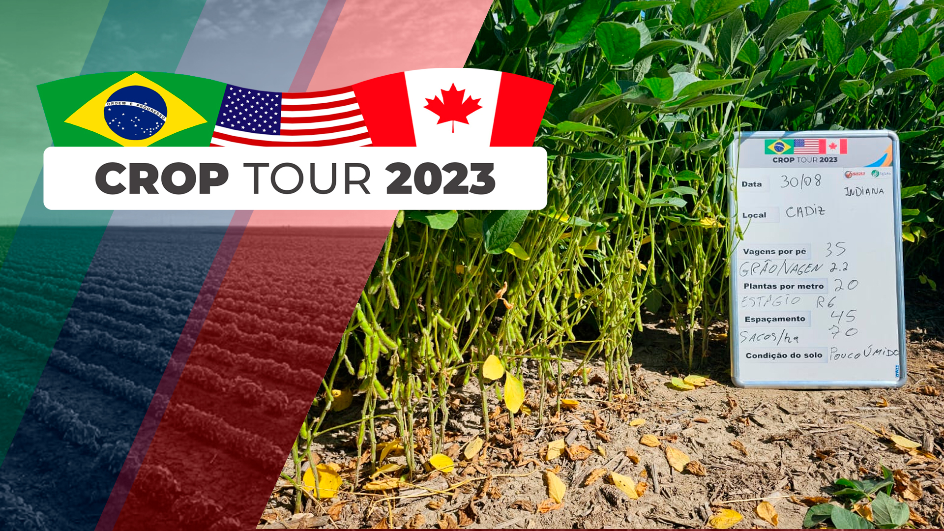 Entre Indiana e Ohio, equipe do Crop Tour encontra lavouras de soja ...