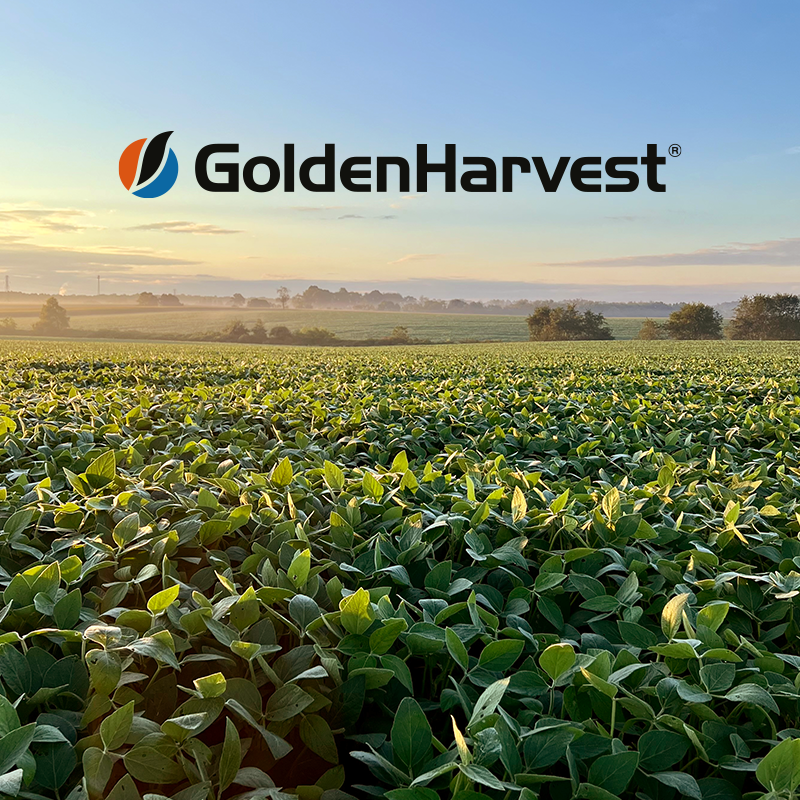 Golden Harvest completa 1 ano no Brasil com lançamento de novas ...
