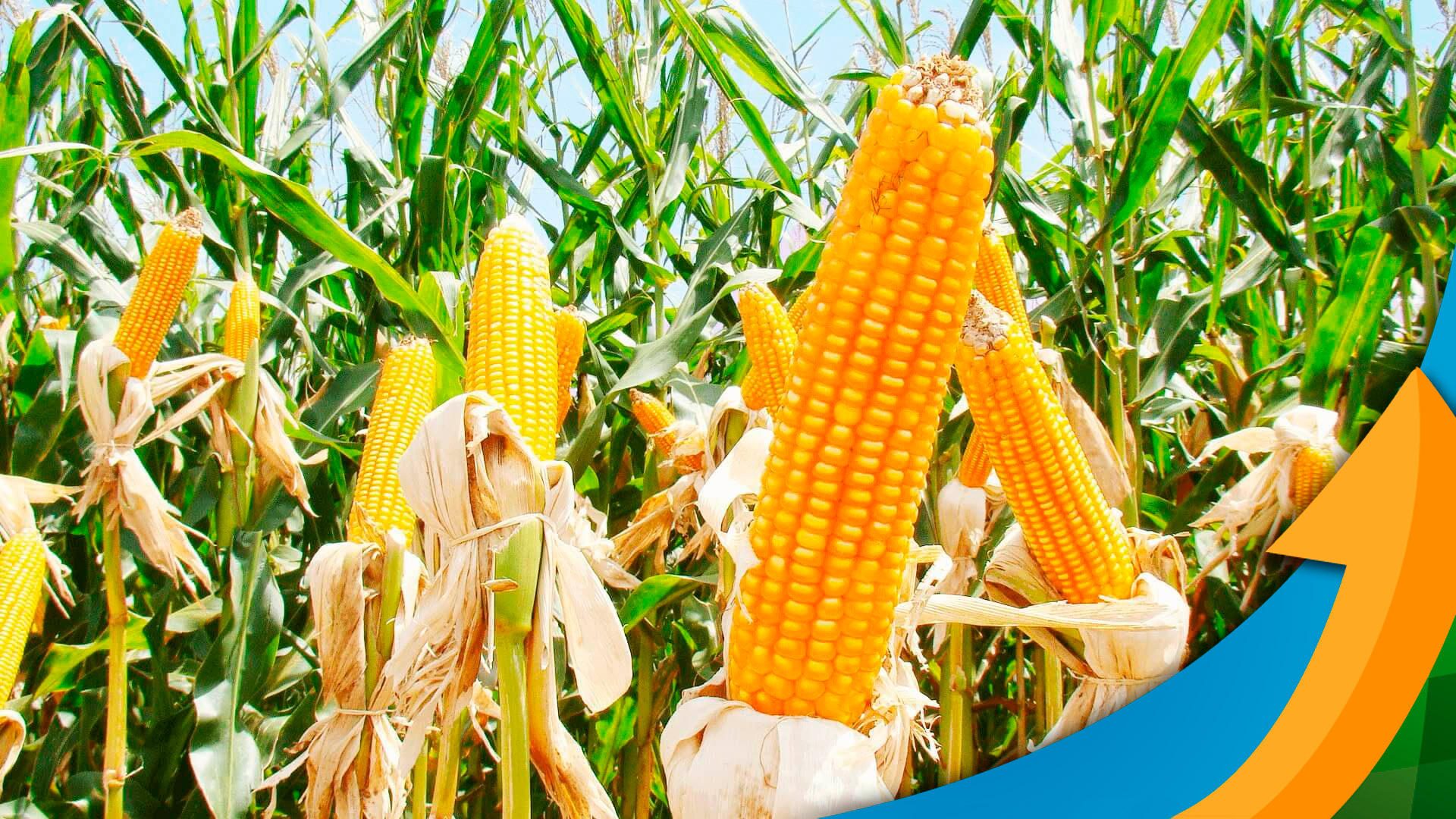 Novos híbridos de milho da Bayer podem entregar acréscimo de até 30 ...