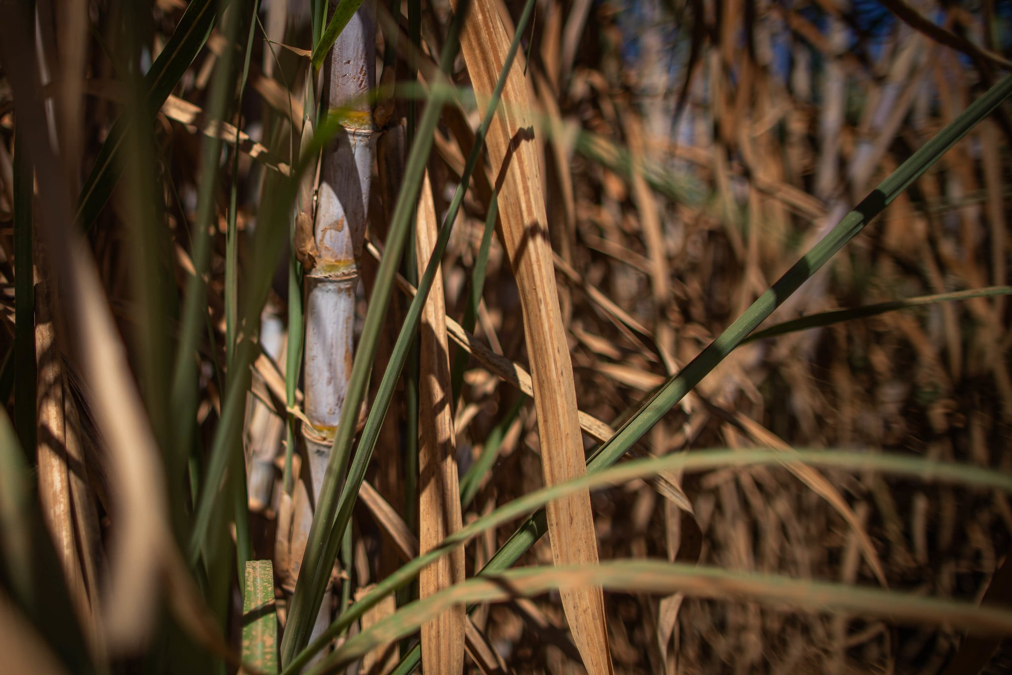 Mercado do açúcar recua em sessão de ajustes, mas mantém radar nos ...