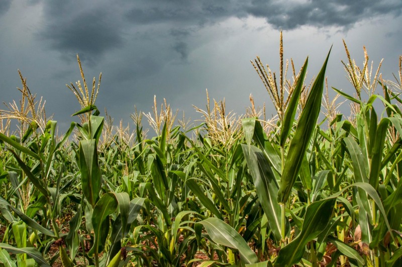 EarthDaily Agro aponta para temperaturas mais frias, que podem alongar ...