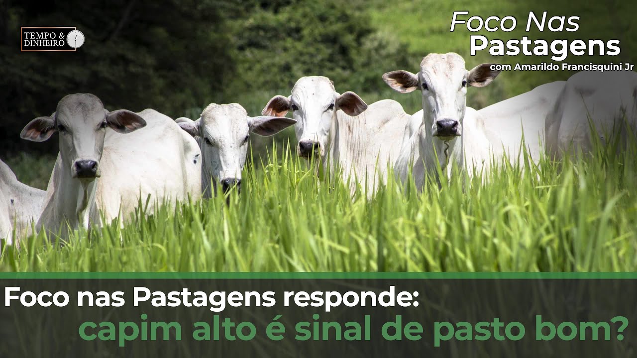 Foco nas Pastagens responde: capim alto é sinal de pasto bom ...