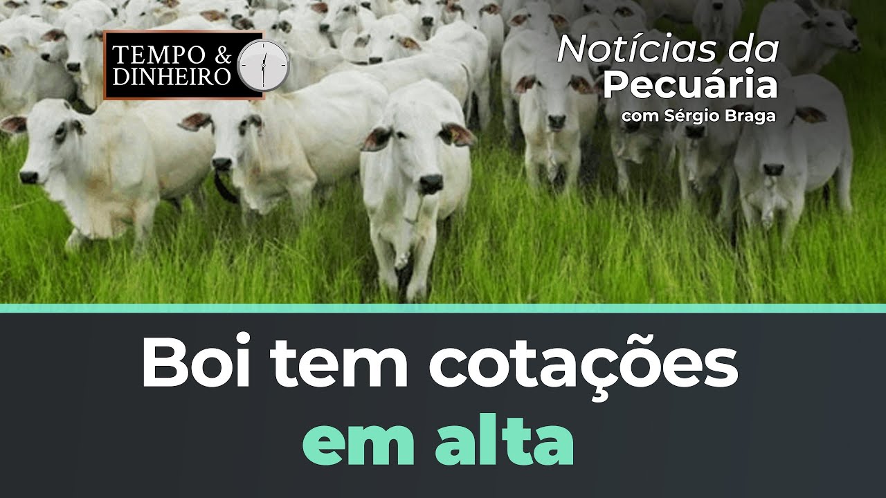 Boi tem cotações em alta no mercado físico e na B3. Indicador Bezerro ...