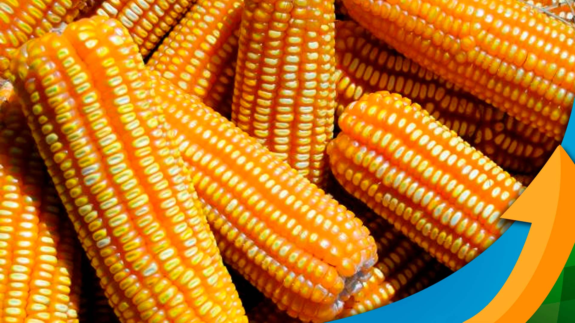 Paraguai inicia colheita do milho safrinha de forma lenta devido a ...