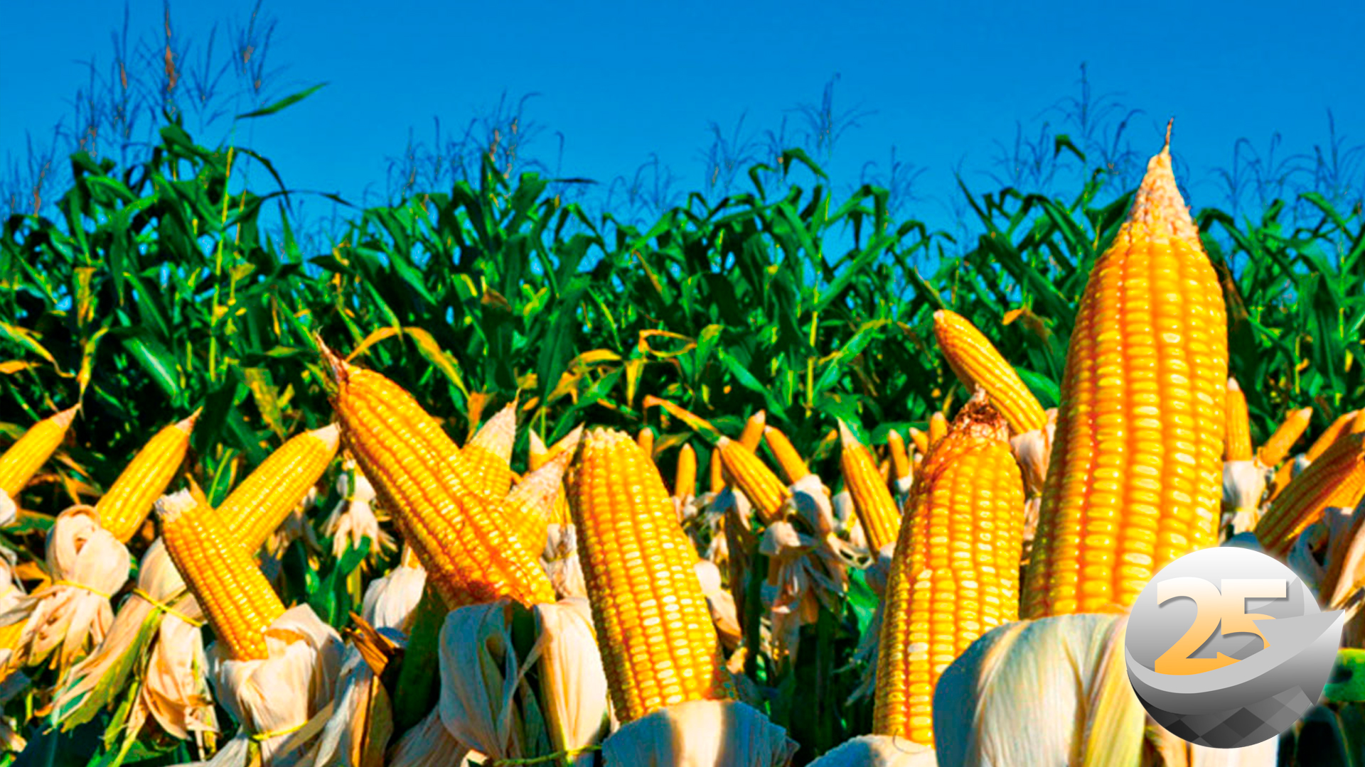 Imea estima safra recorde de milho no Mato Grosso com 40,4 milhões de ...