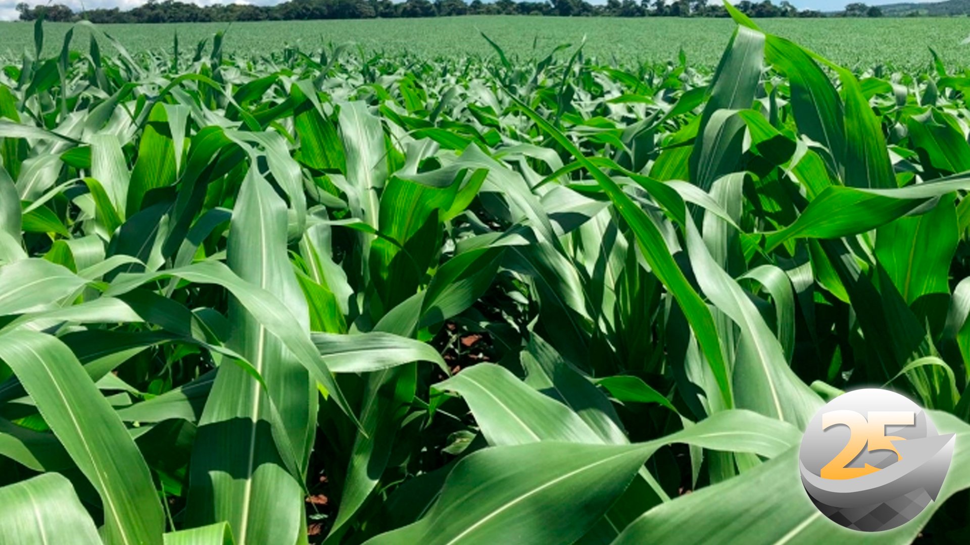 Safrinha de milho se desenvolve bem em Apucarana (PR), mas ...