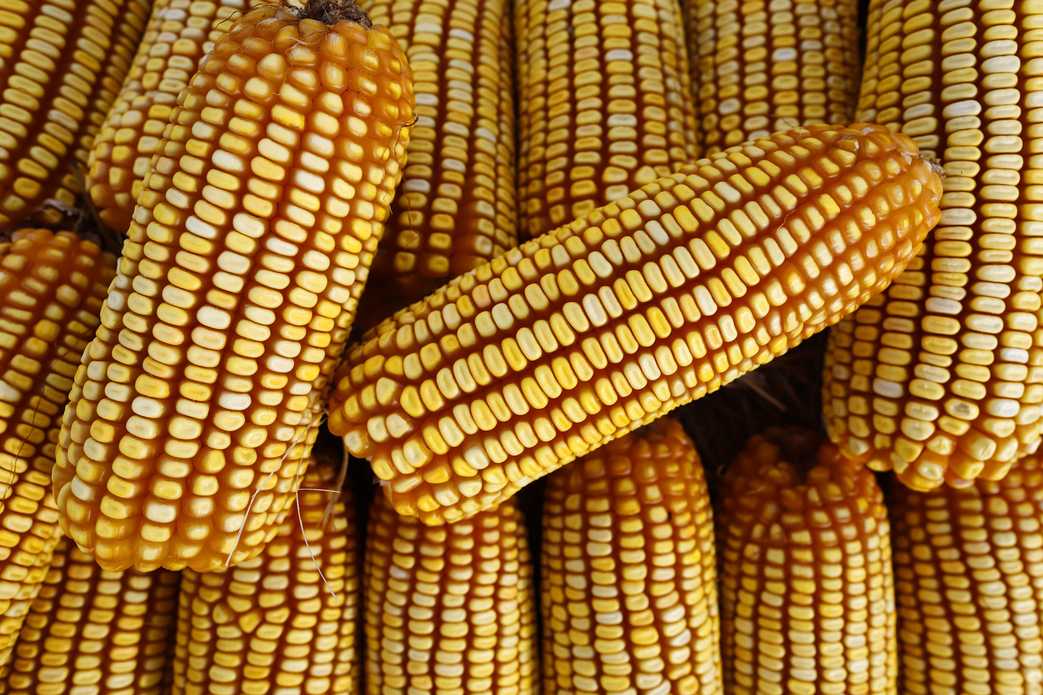 Milho/Cepea: Preço segue firme e retoma patamar de junho - Notícias ...