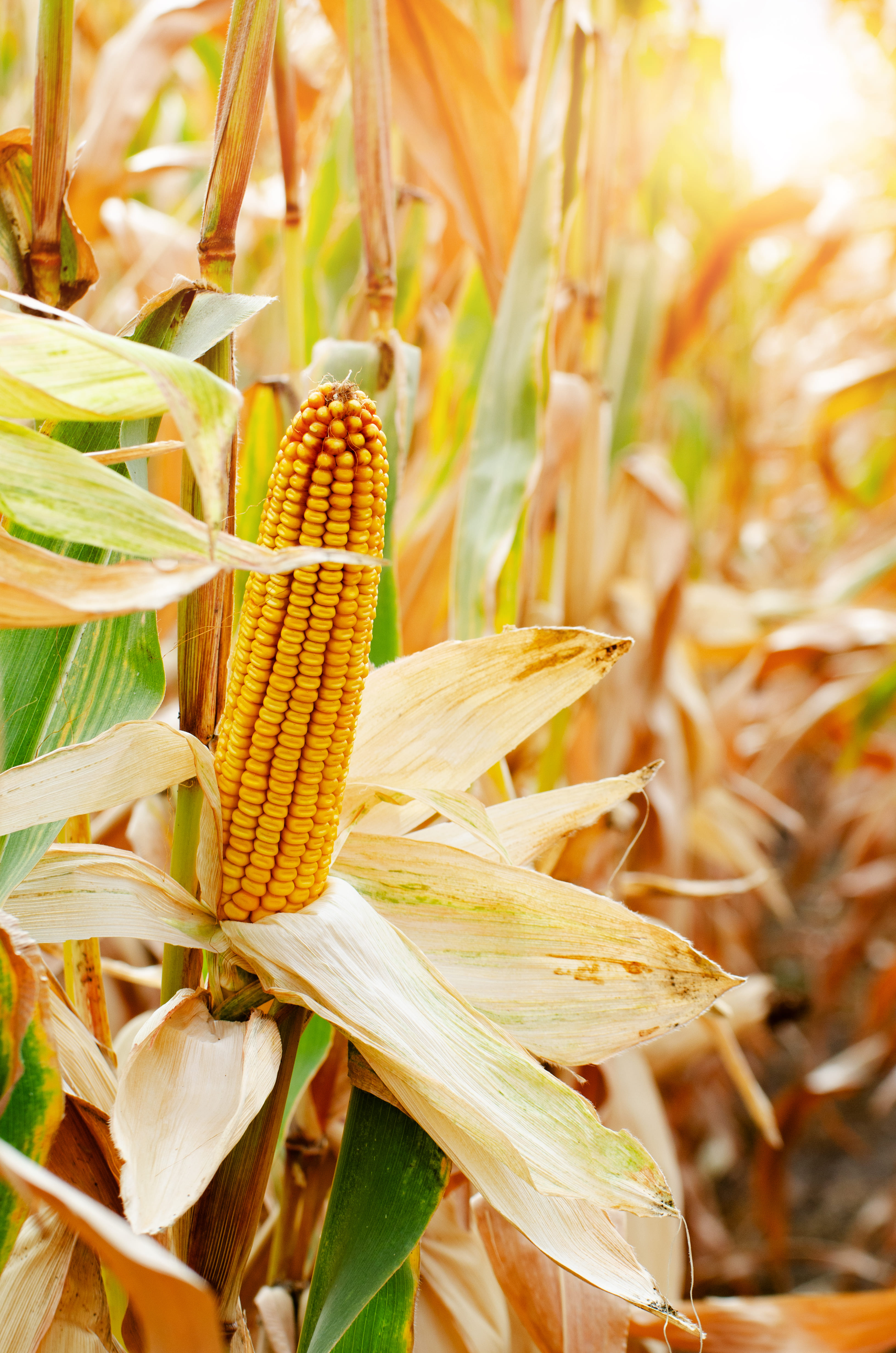 Fraqueza do dólar traz suporte e cotações do milho de Chicago se ...