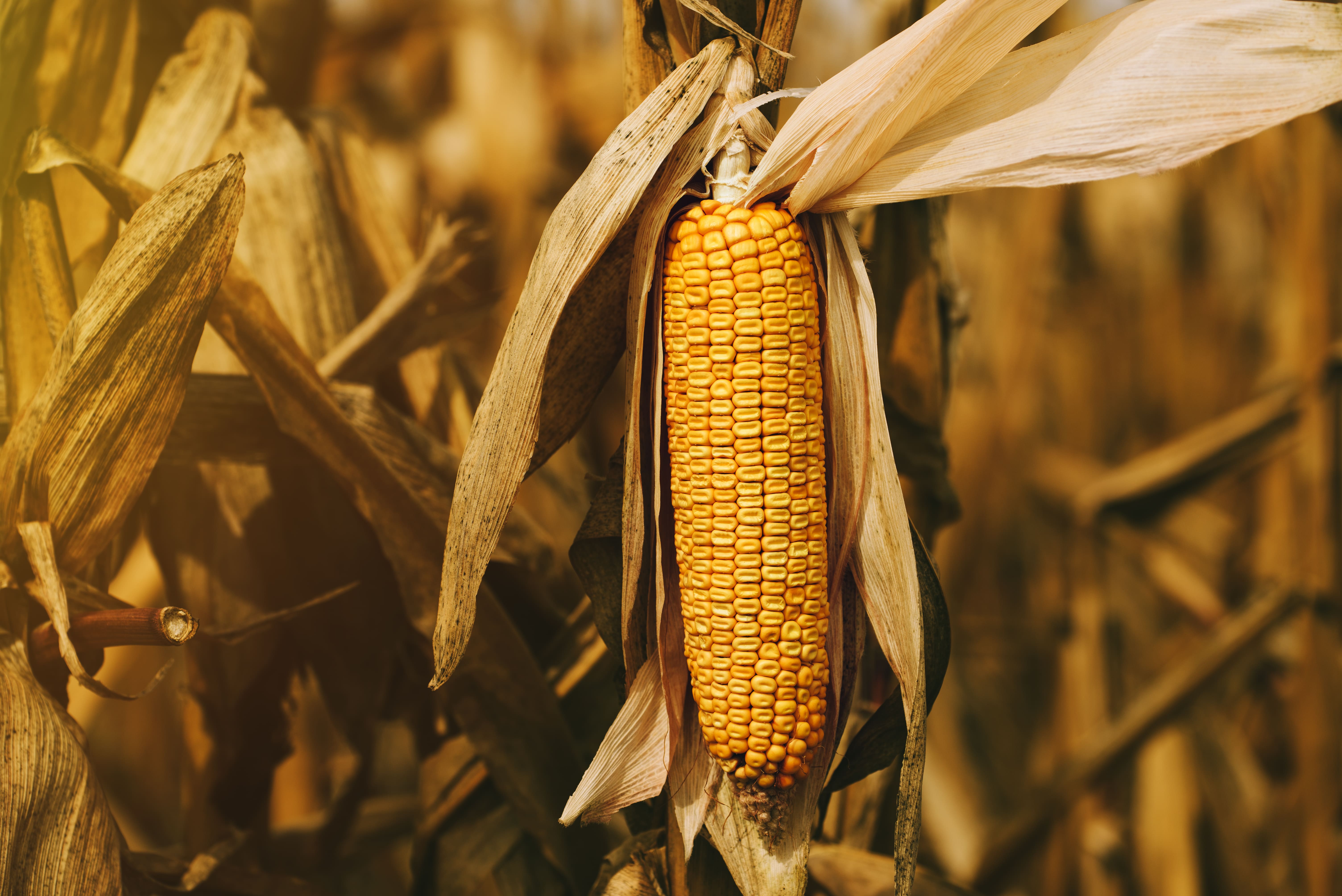 Apetite consumidor enfraquecido mantém milho recuando na B3 nesta ...