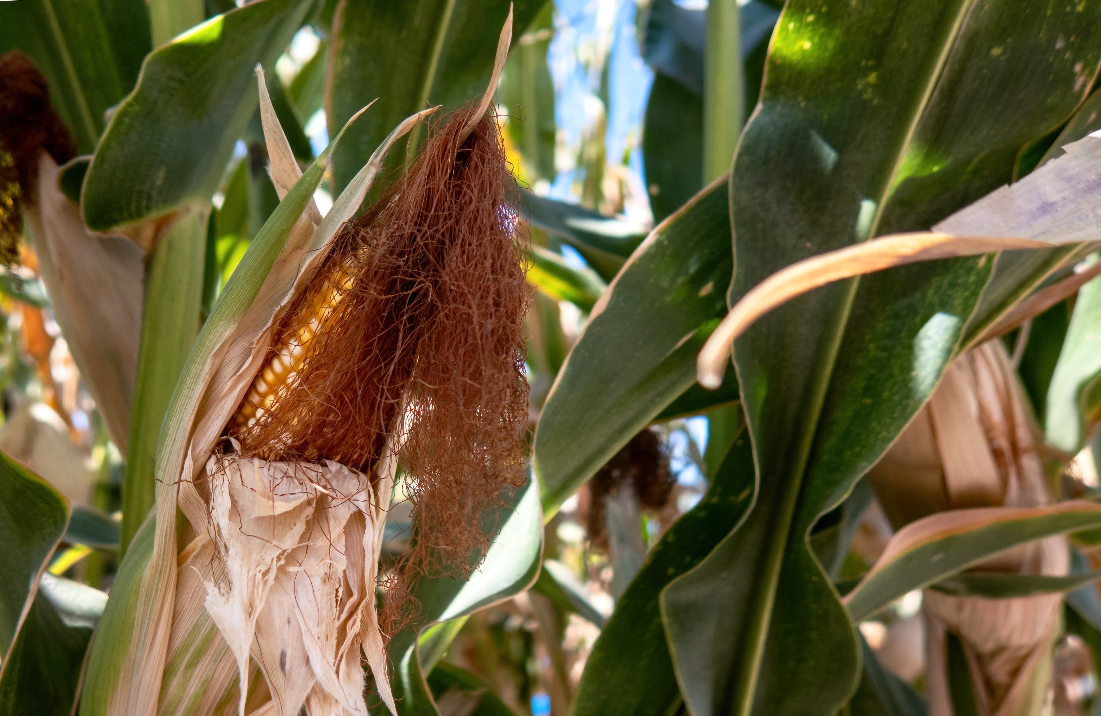 Futuros do milho abrem a terça-feira estendendo perdas na Bolsa de ...