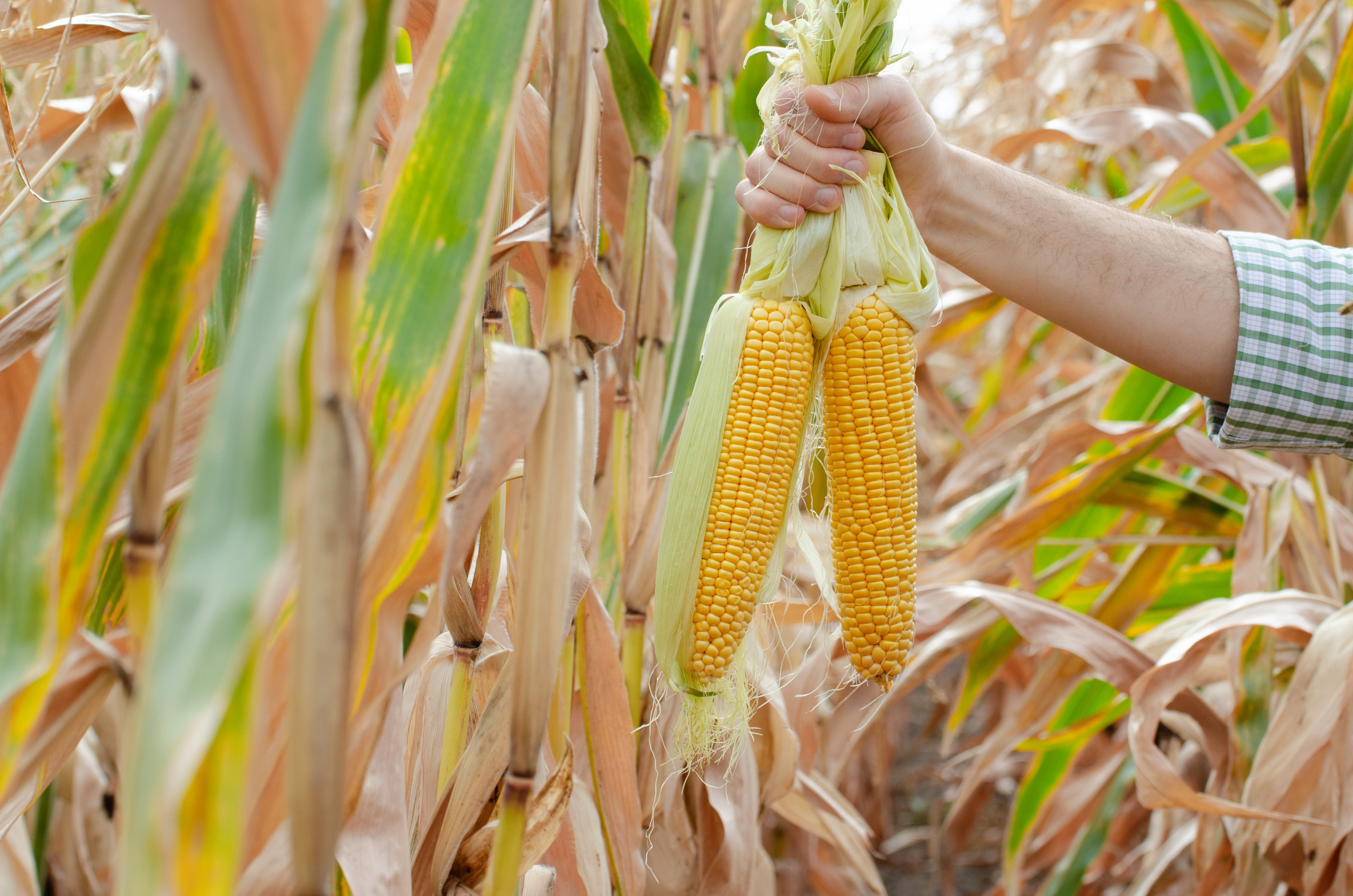 Chicago volta do feriado com milho próximo da estabilidade nesta terça ...