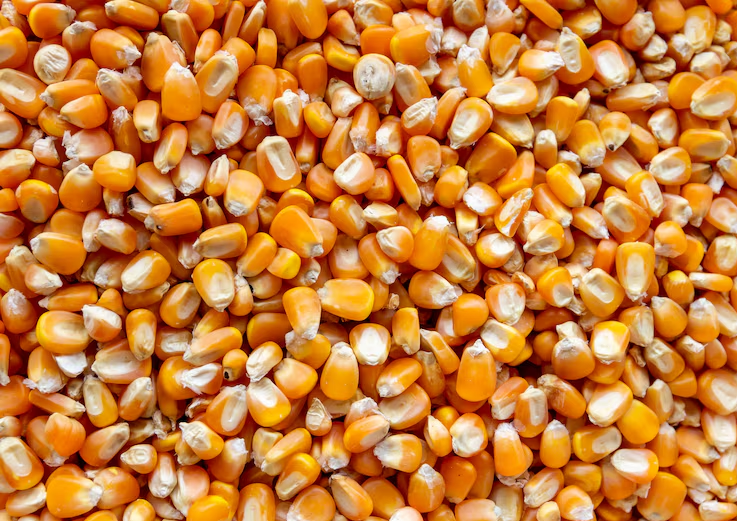 Milho/Cepea: Preços internos e externos seguem em queda - Notícias ...