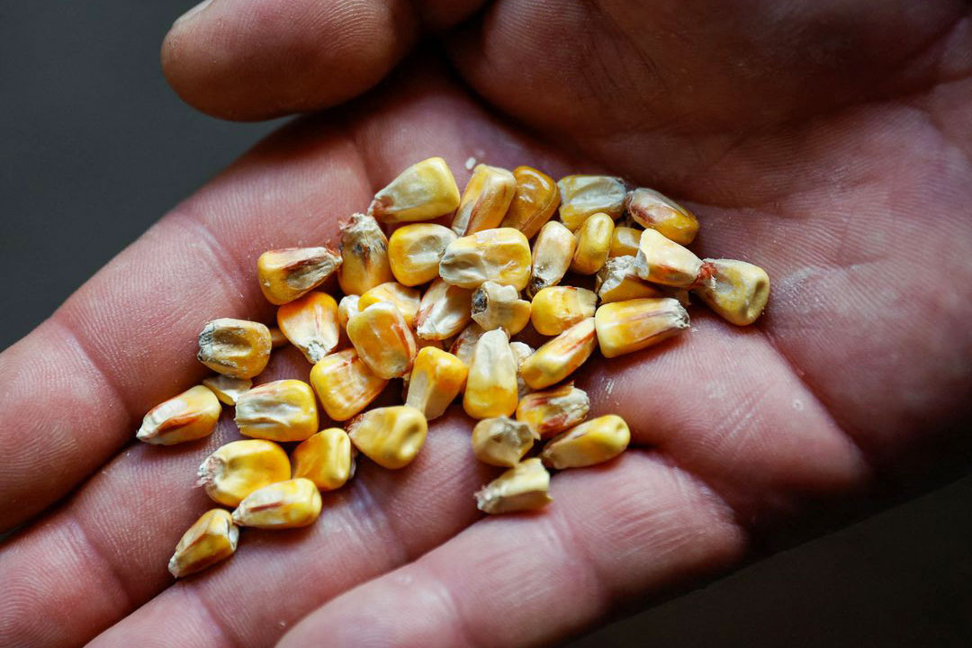 Mercado segue aguardando USDA e futuros do milho permanecem estáveis em ...