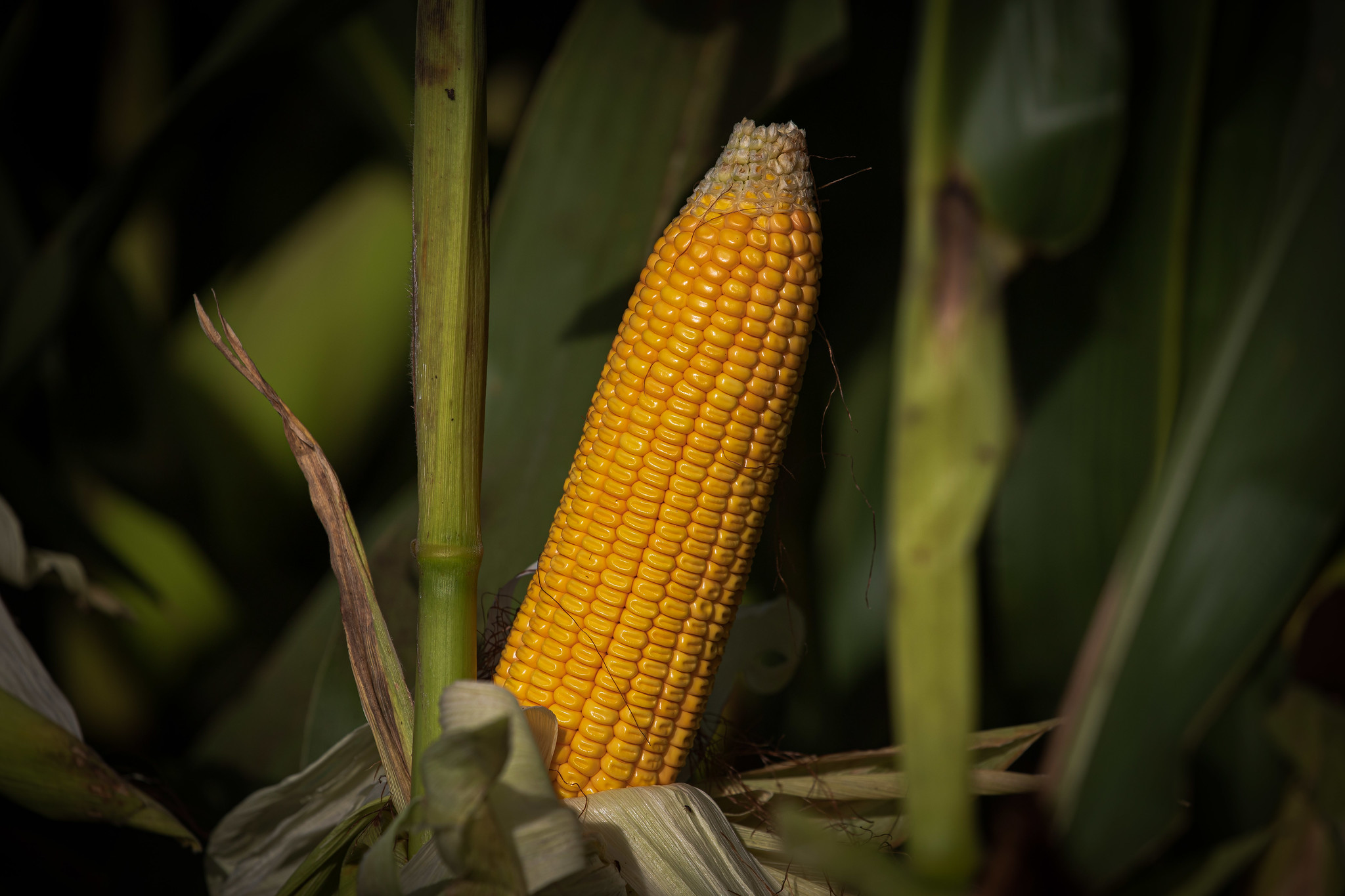 De olho no clima sul-americano, milho abre a 2ªfeira com altas em ...