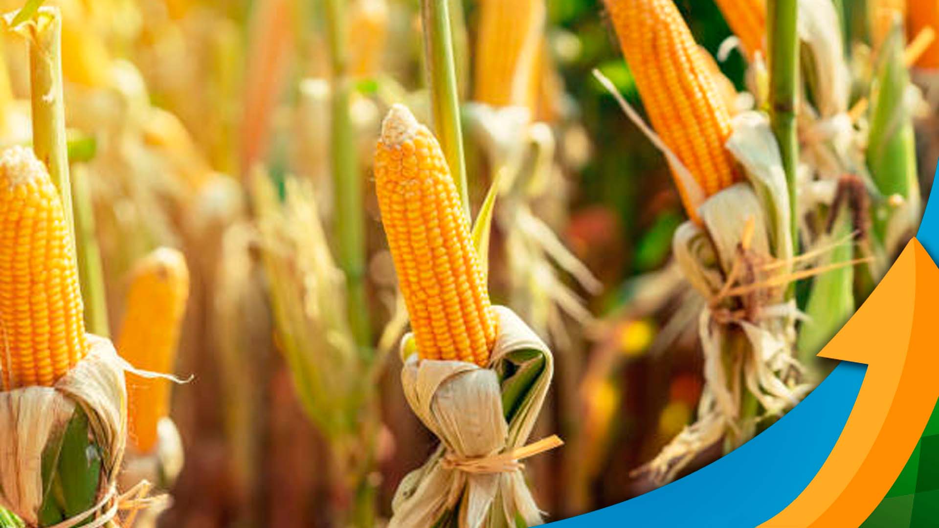 Estiagem derruba pela metade produtividade das safras de milho e soja ...