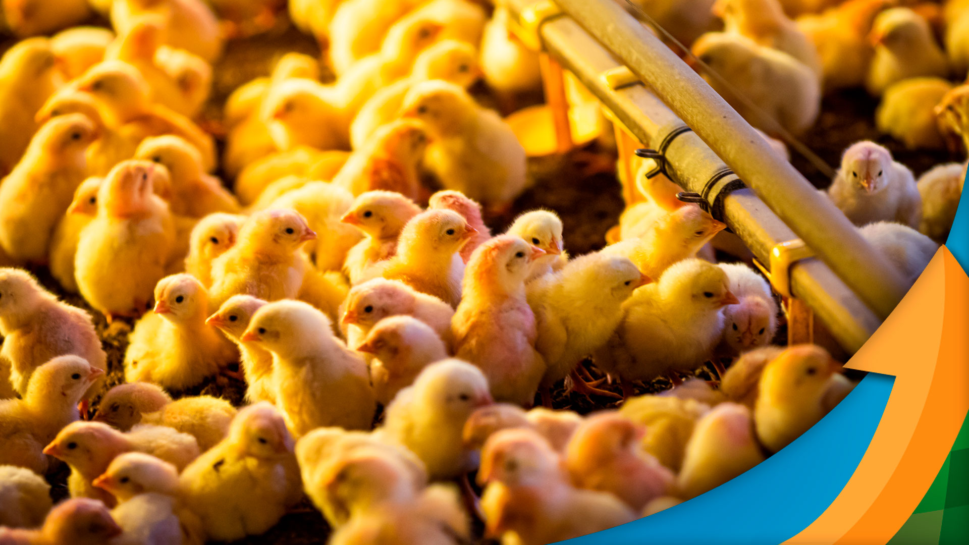 Primeiro trimestre tem aumento de 4% nos alojamentos de pintinhos de ...