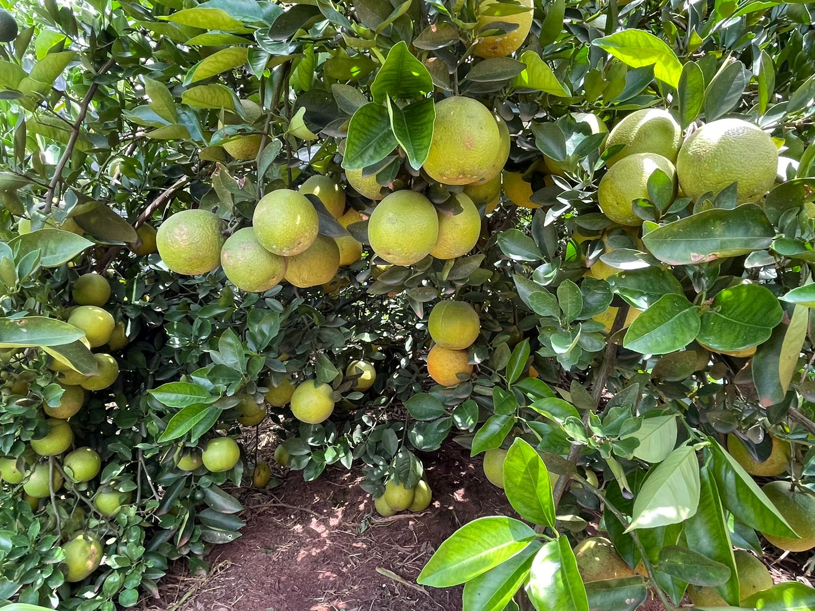 Bayer firma parceria com Adroit Robotics para monitoramento digital de ...