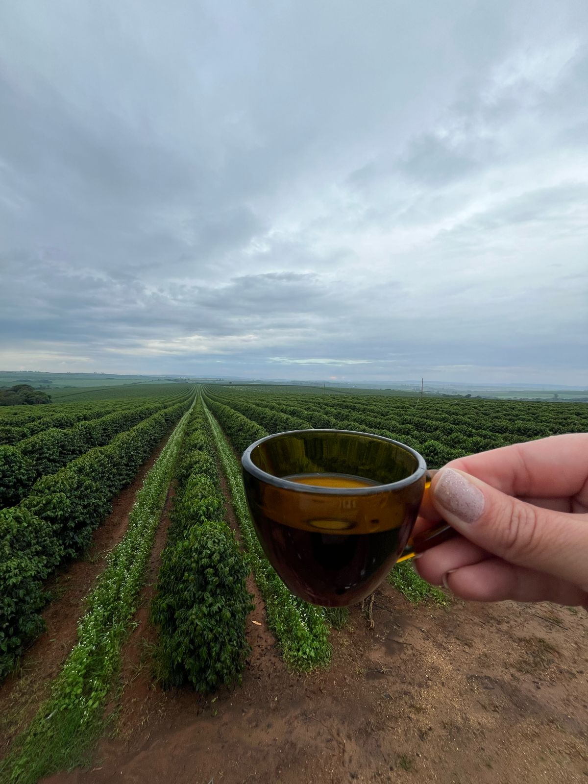 Rota do Café: Unindo campo e a cidade, Minas Gerais agora conta com ...