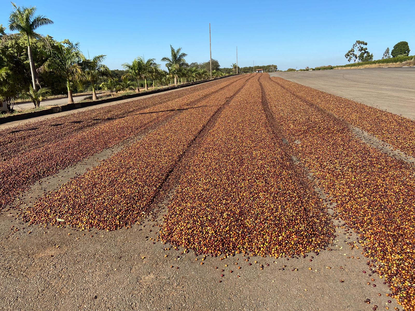 Prêmio da Região do Cerrado Mineiro chega em sua 11ª edição - Notícias ...