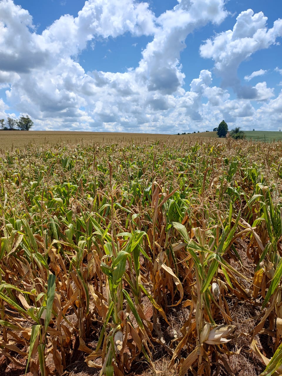 Com colheita em 61%, Emater reduz safra de milho do RS em 41% ...