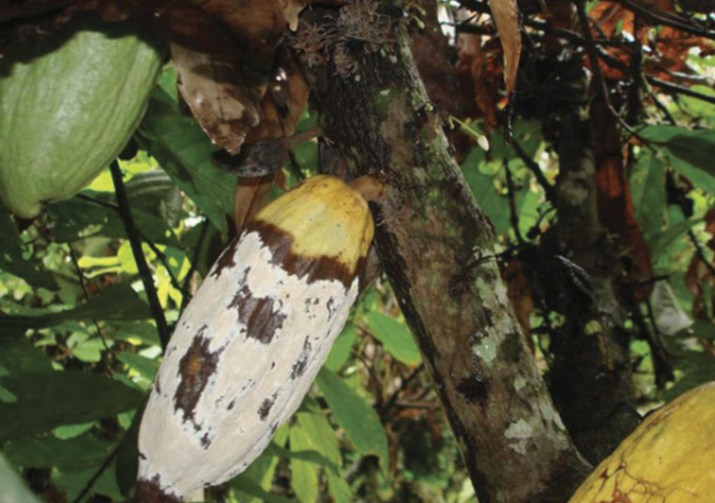 Mapa confirma novo foco de monilíase do cacaueiro no Amazonas e adota ...