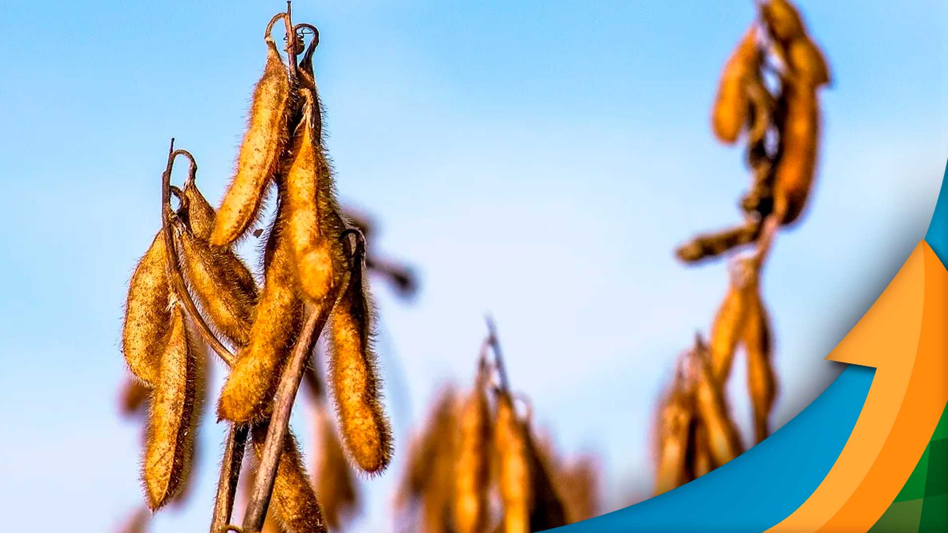 Produtividade da soja americana precisa ser revista diante do baixo ...