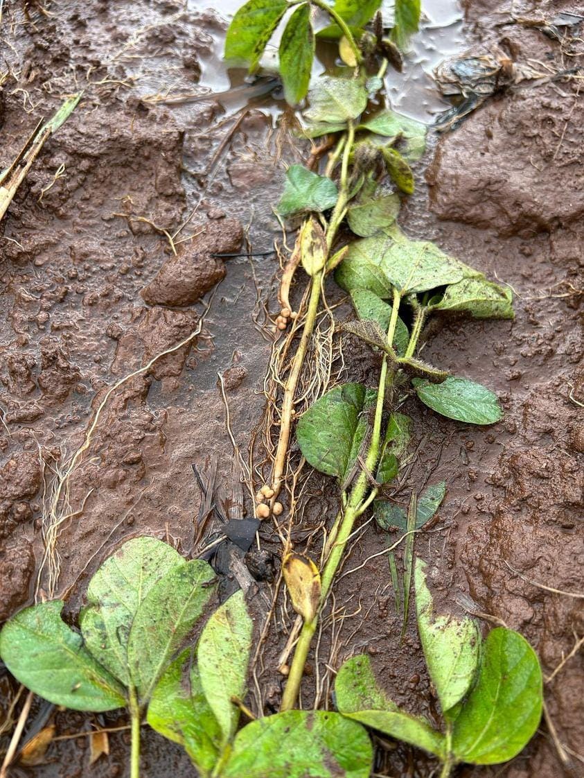 Michael Cordonnier reduz estimativas para safras 23/24 de soja e milho ...