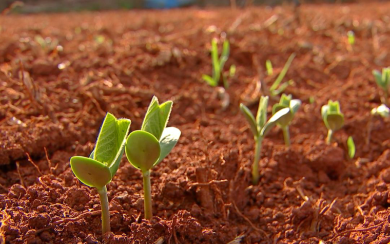 Calendário de semeadura da soja no RS é pauta de reunião entre a ...