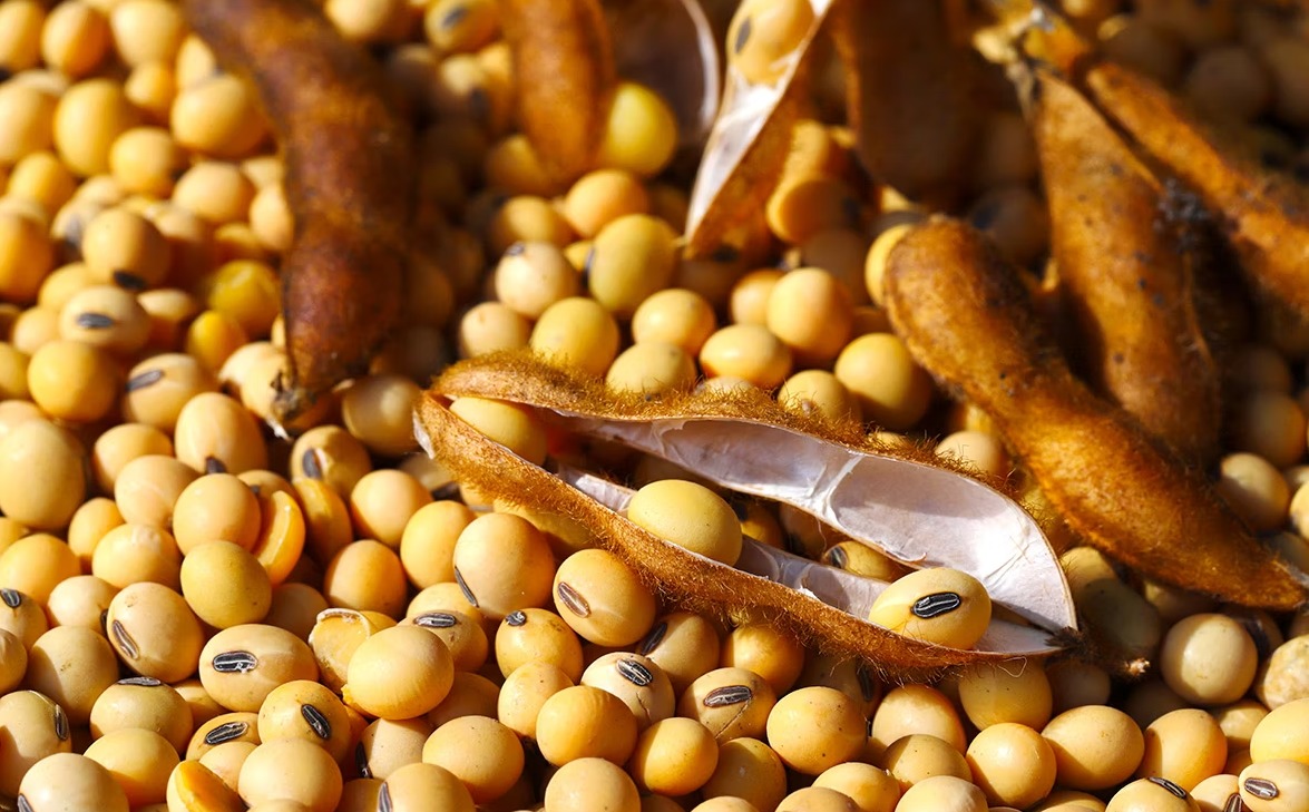 Soja chega ao estágio final do ciclo produtivo e colheita avança no RS ...