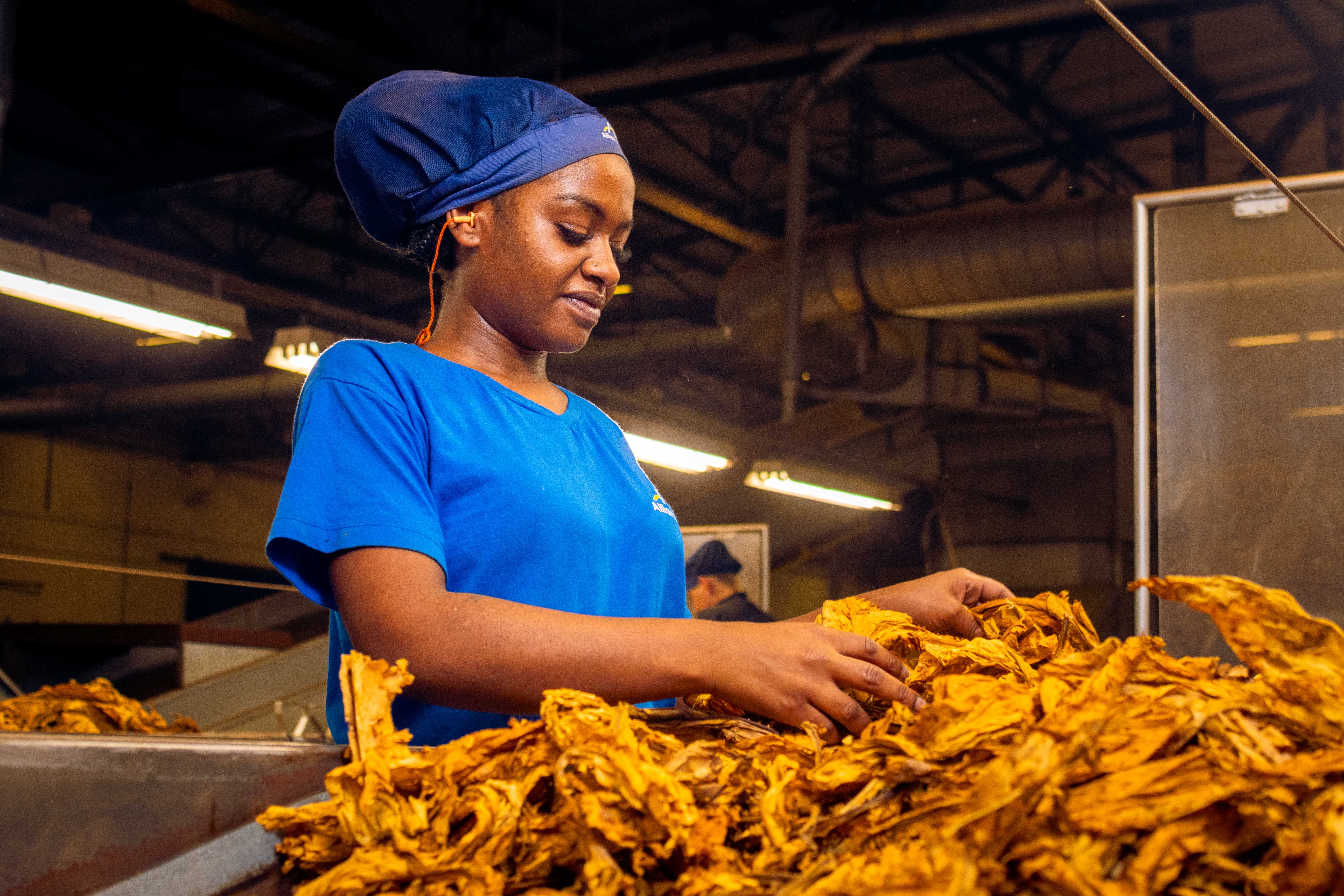 Tabaco: Alliance One Brasil inicia processamento da safra 2025 ...