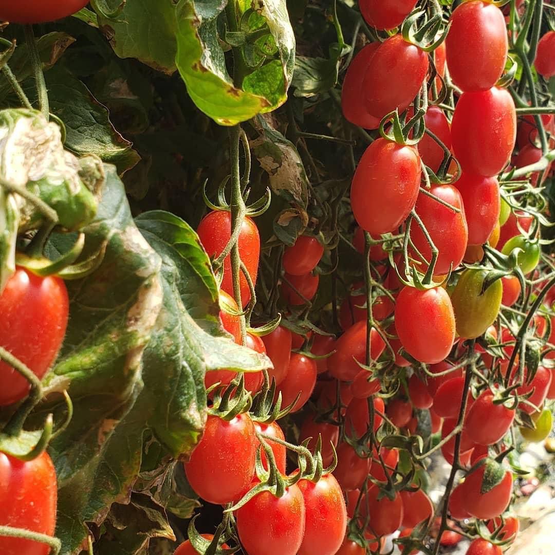 Ciclo rápido de cultivo eleva produtividade do tomate grape Rosso nas ...