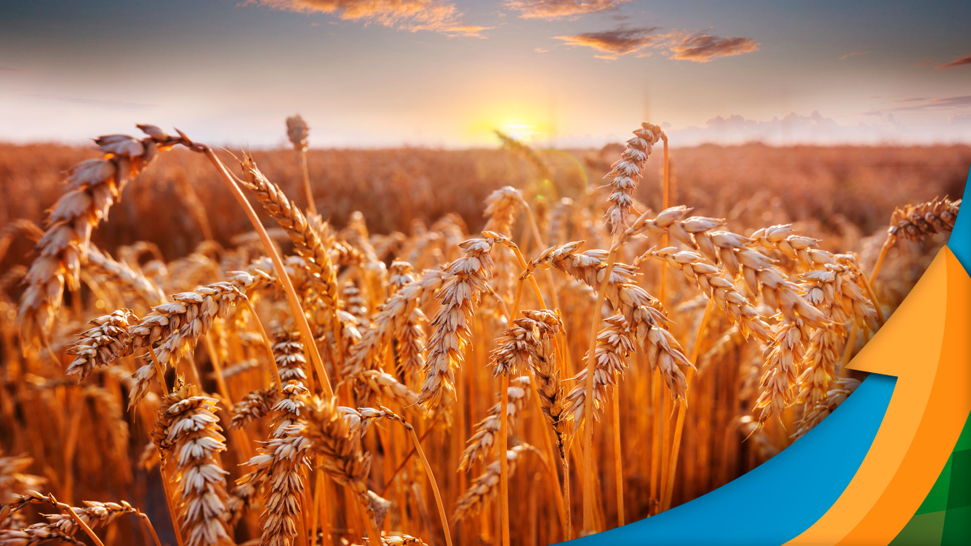 Trigo: Brasil continua sendo boa alternativa para atender à demanda ...