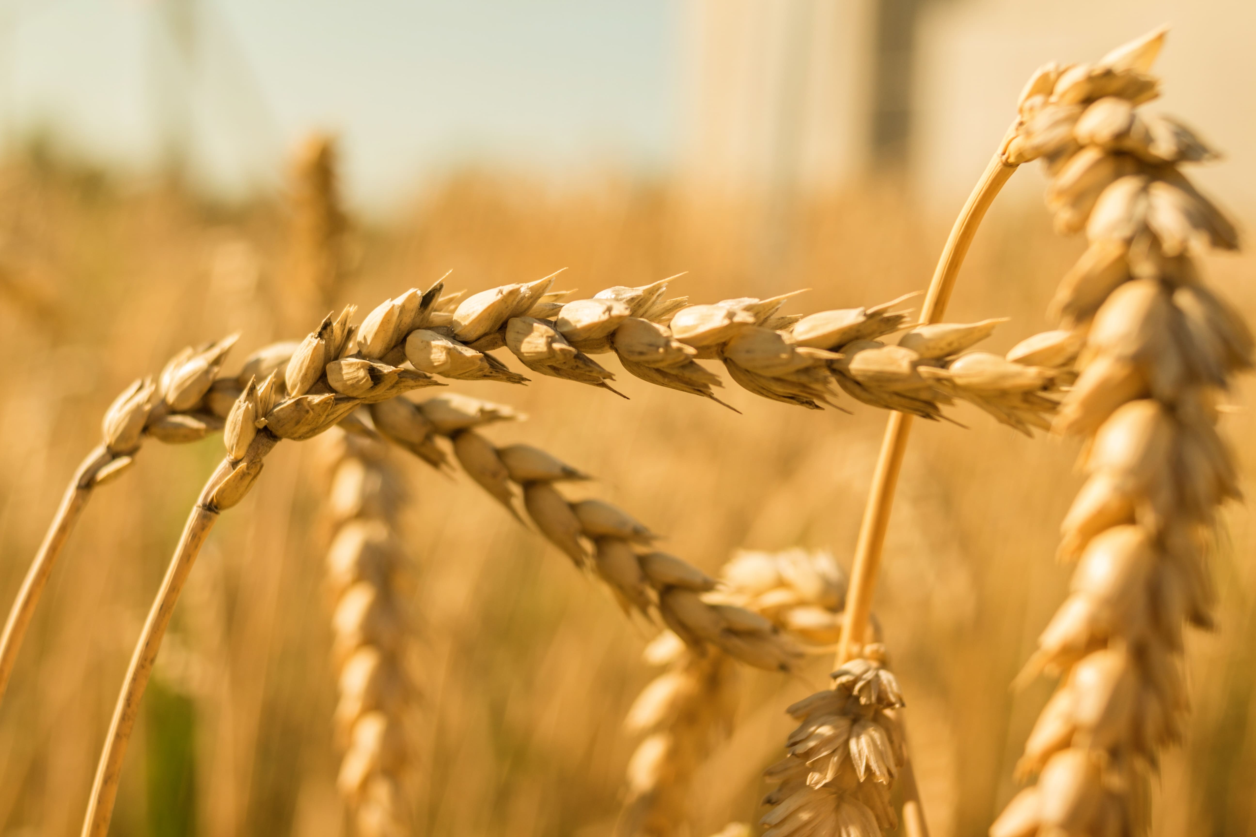 Tendência é de preços mais firmes para o trigo no Brasil em 2024 ...