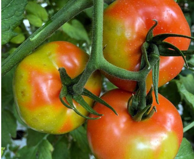 Vírus do Rugoso: Doença crítica na Europa que tem potencial de acabar ...