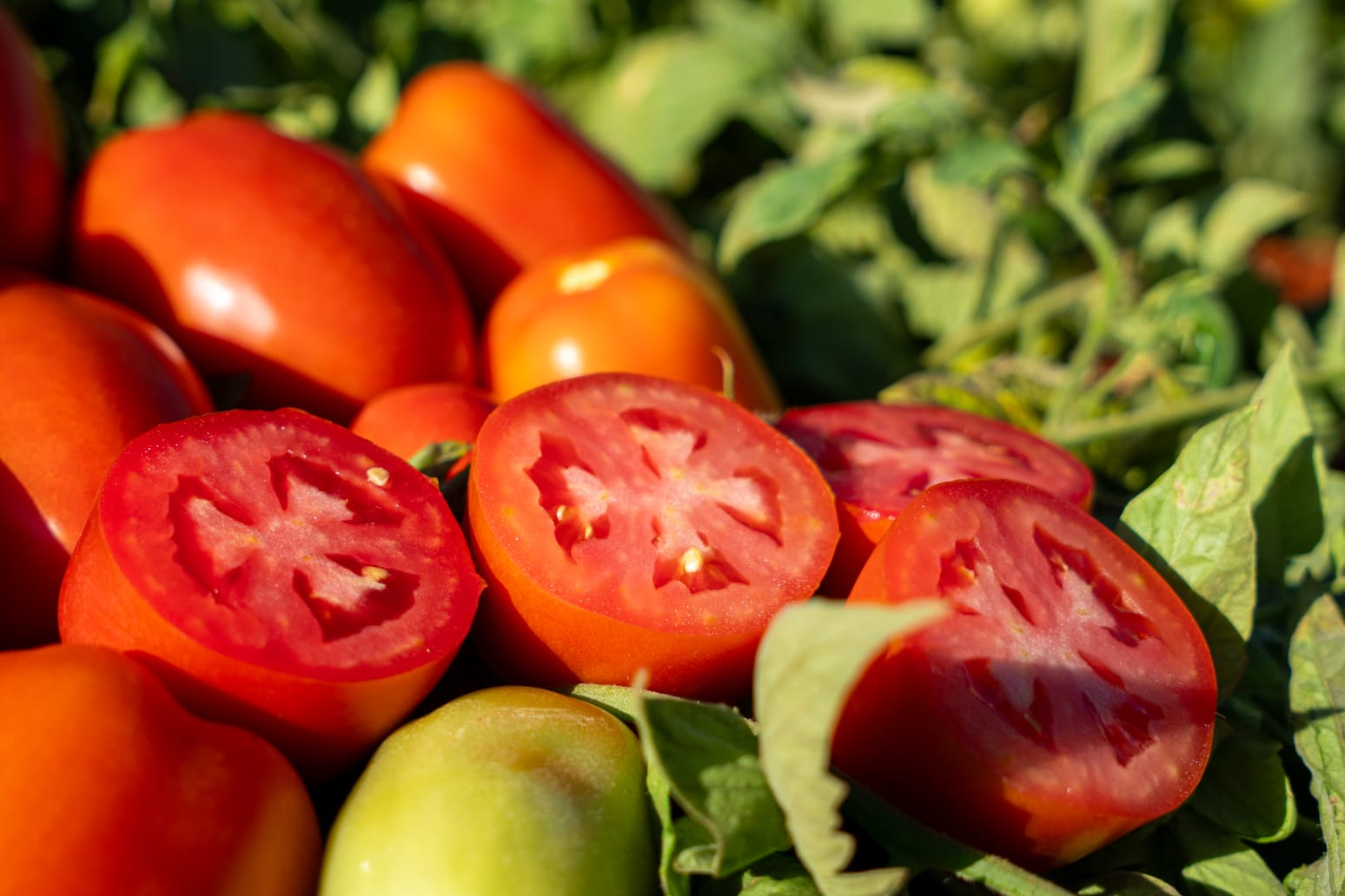 HM.CLAUSE lança o tomate Stony e mais três cultivares na Hortitec 2025 ...