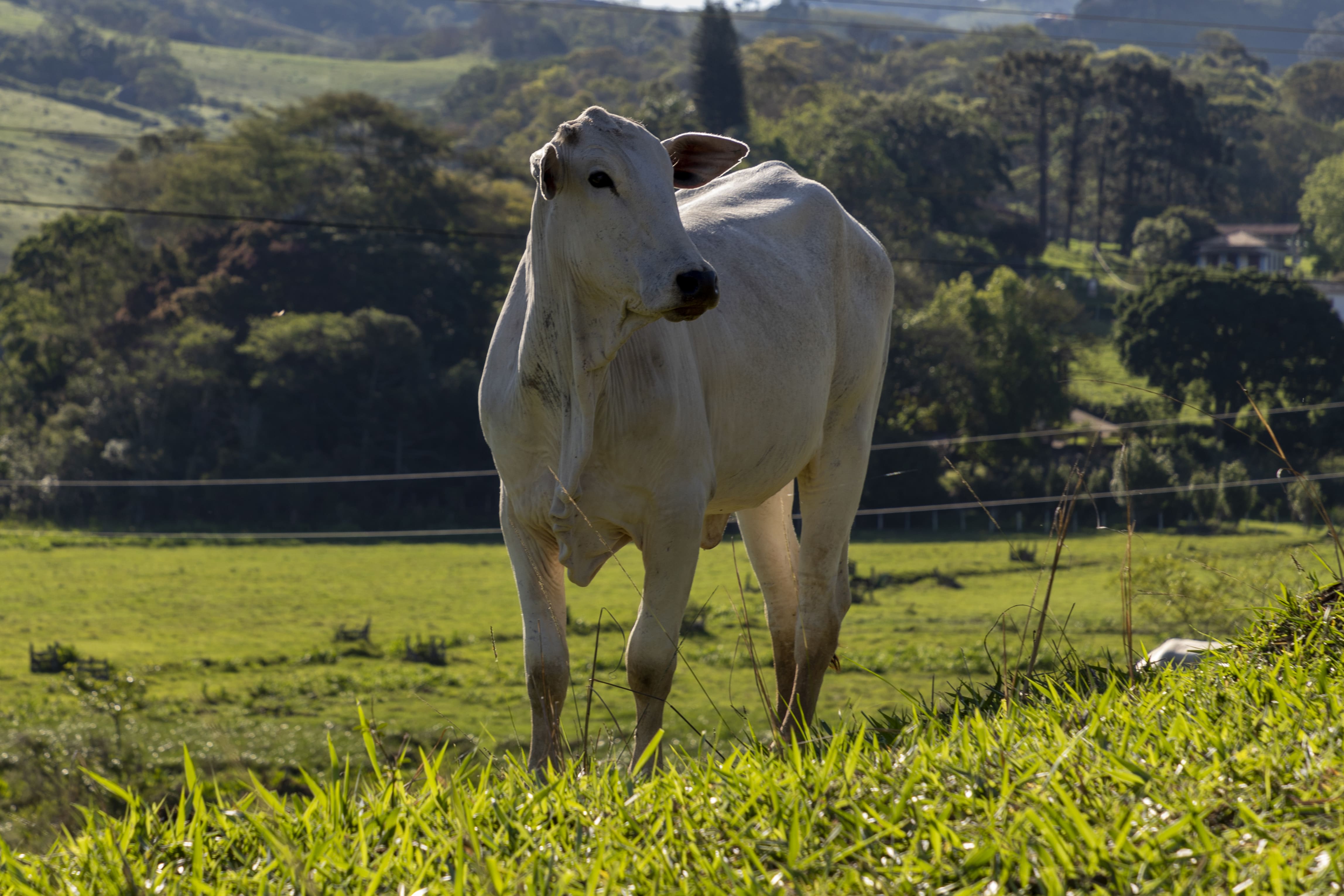 Caso de berne nos EUA coloca pecuaristas em alerta e eleva preços do ...